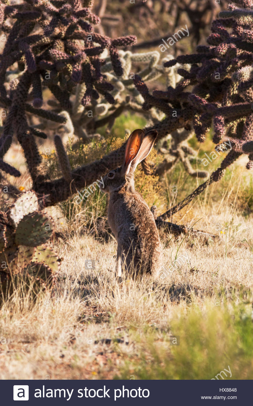 Arizona Desert Hare High Resolution Stock Photography and Images - Alamy
