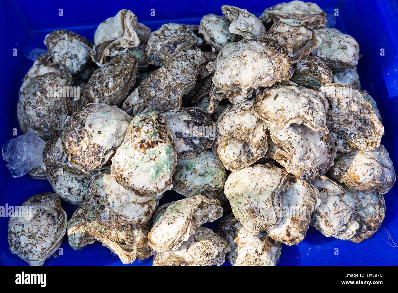 Pile of oyster shells hi-res stock photography and images - Alamy