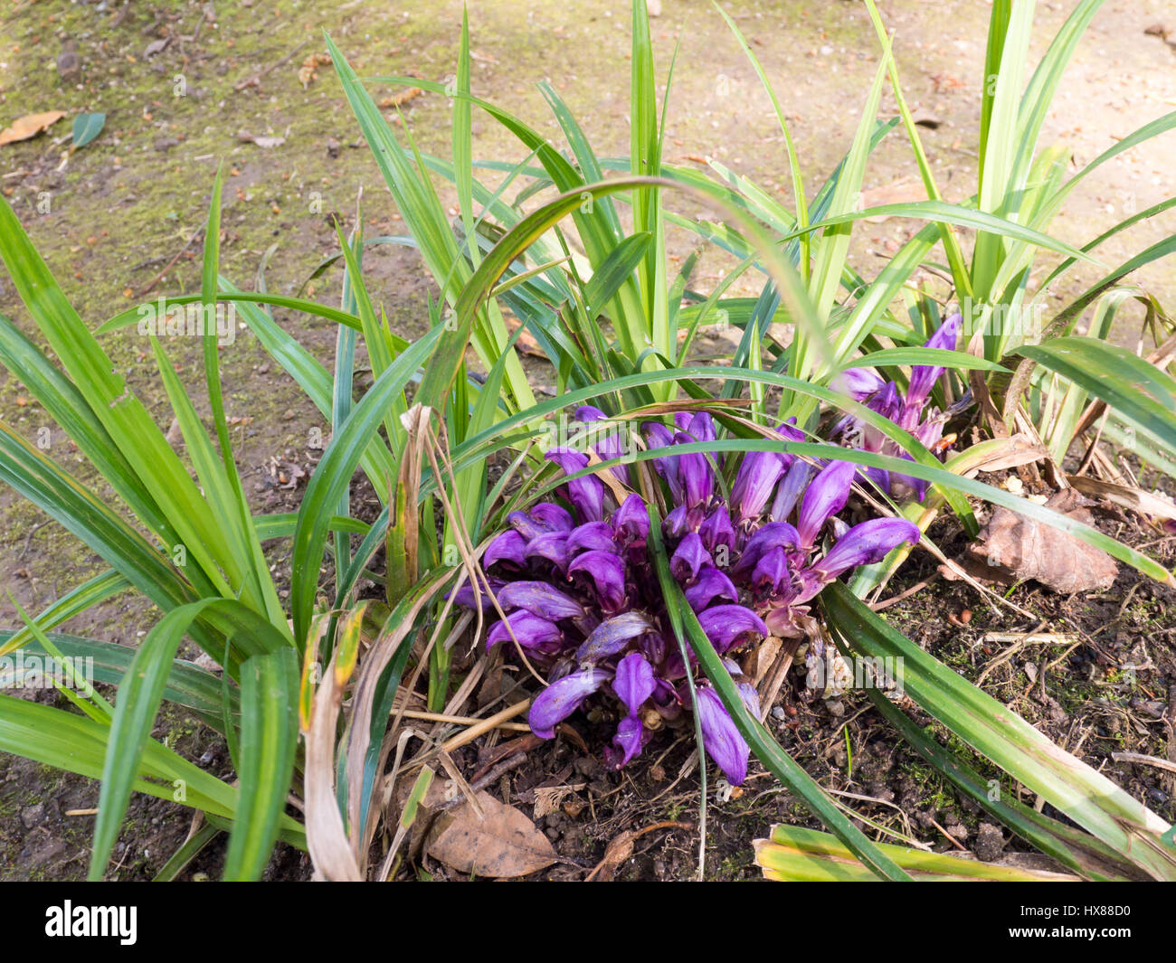 Madrona hi-res stock photography and images - Alamy