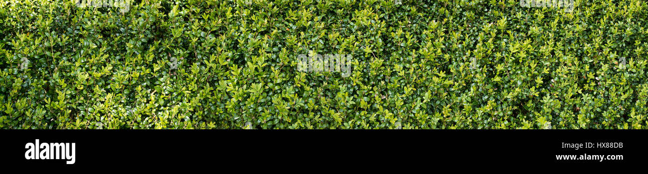 Green buxux bush hedge long horizontal background Stock Photo - Alamy