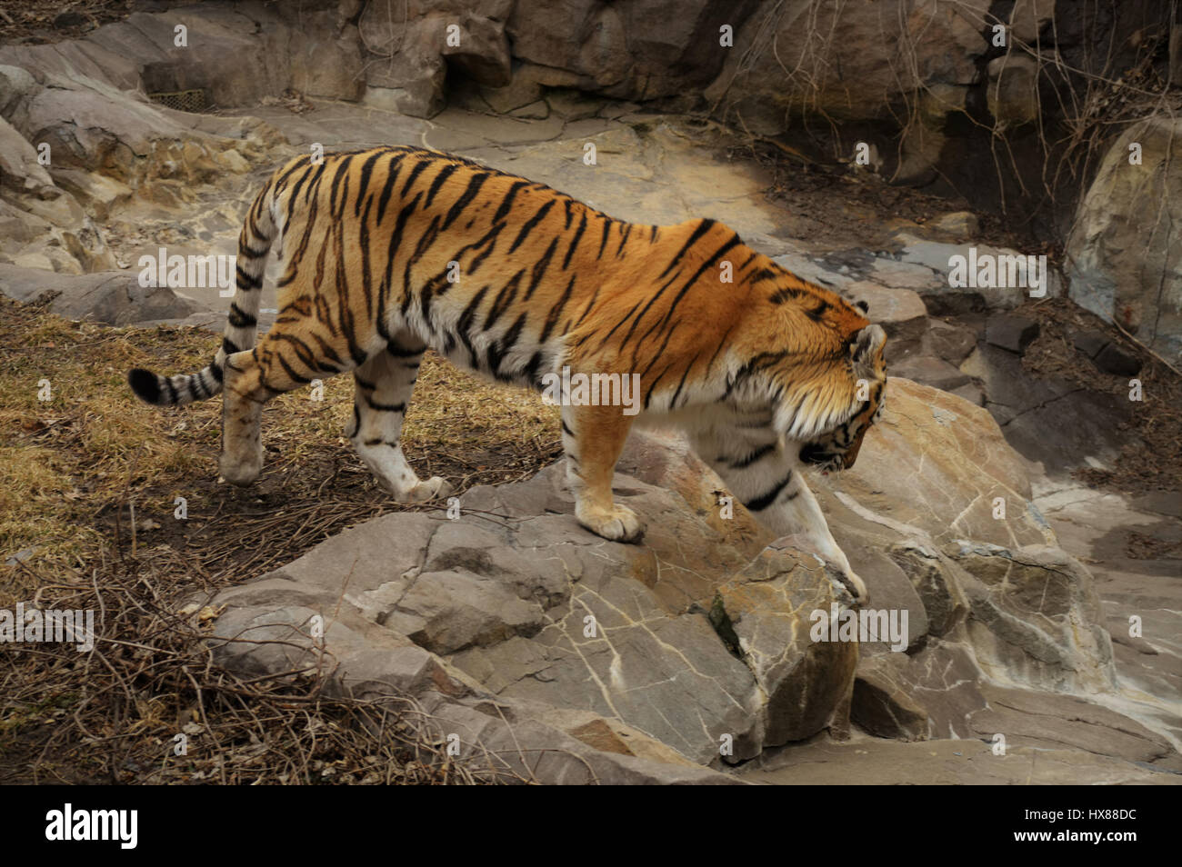 Tiger rocks hi-res stock photography and images - Alamy