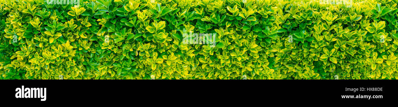 Variegated golden euonymous bush hedge long horizontal background Stock ...