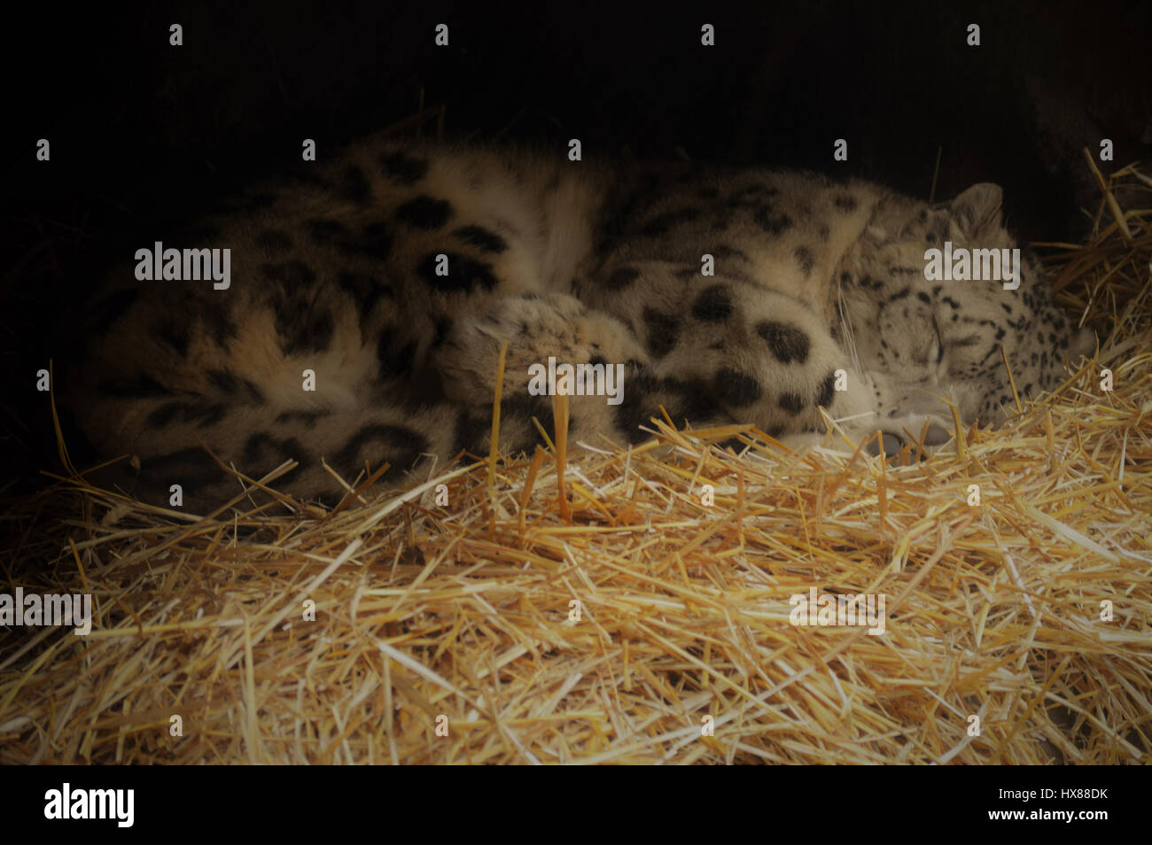 Curled body hi-res stock photography and images - Alamy