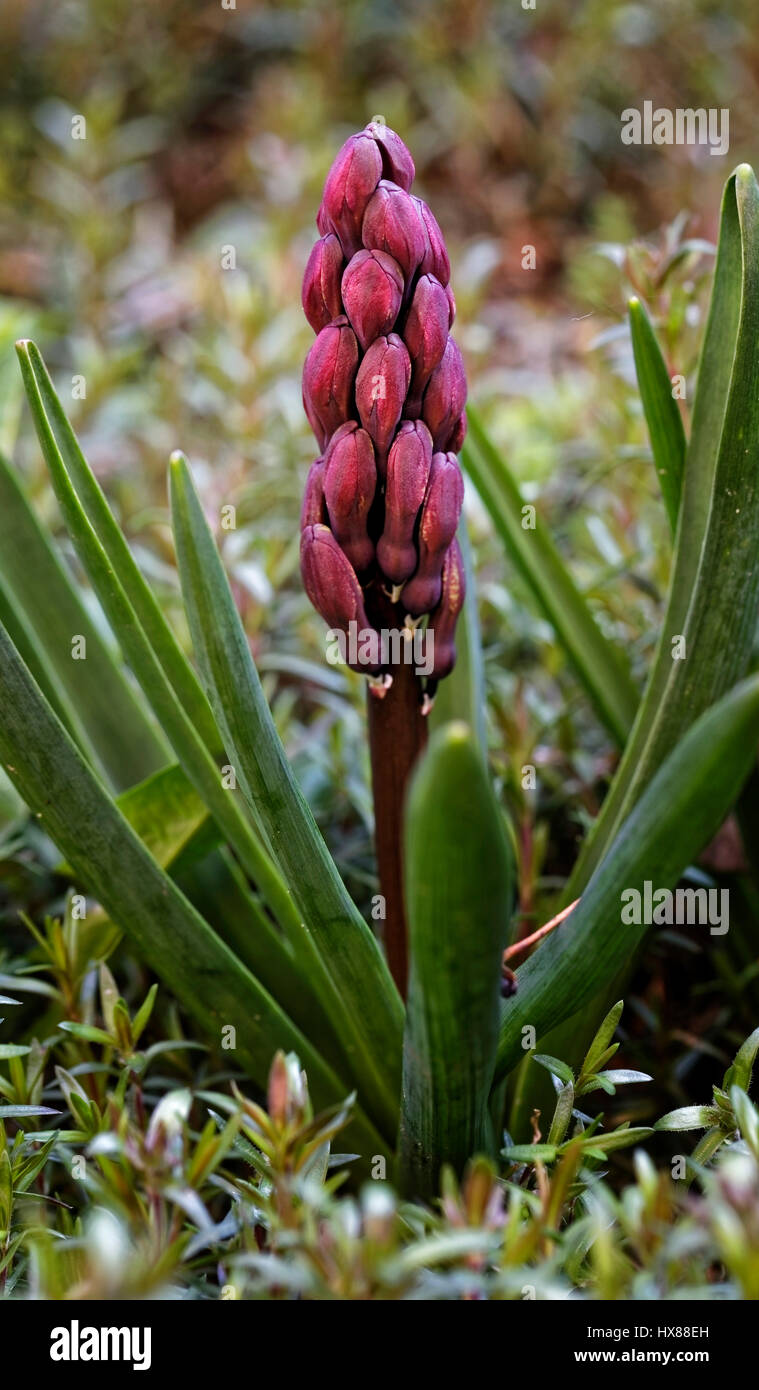 The hyacinth (in Latin: hyacinthus orientalis) before blooming in a ...