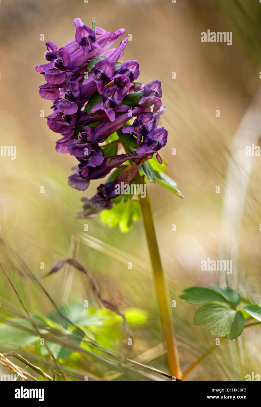 The fumewort (in Latin: corydalis solida) blooms in the forest Stock ...