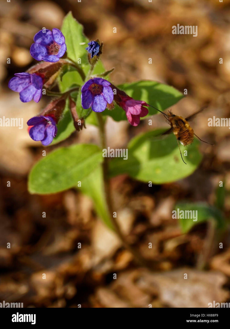 The blooming lungwort (in Latin: pulmonaria officinalis) is visited by ...