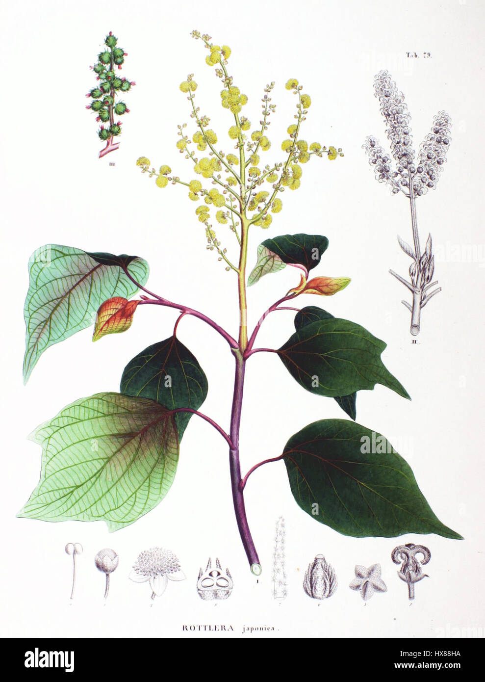 Mallotus japonicus, commonly known as the Kamala tree, is a species ...