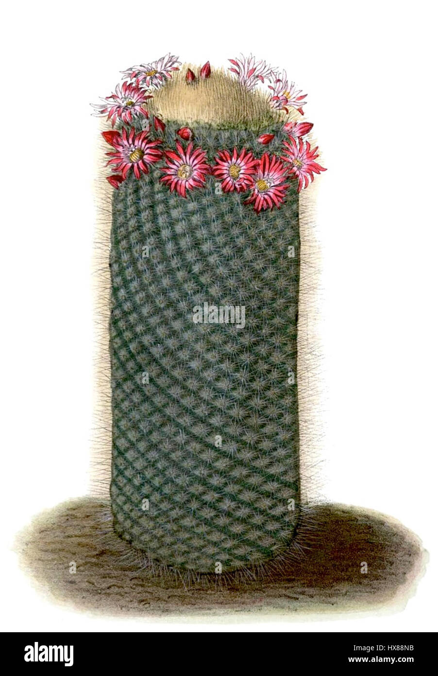 Mammillaria spinosissima is a species of cactus known for its ...