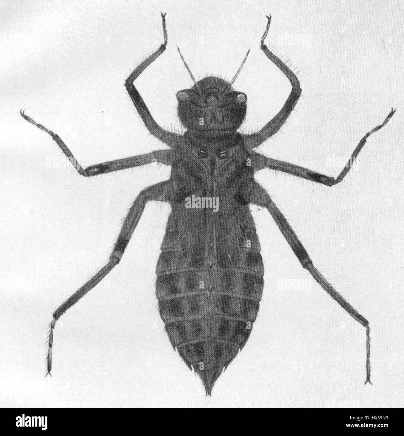 Striking blue Black and White Stock Photos & Images - Alamy