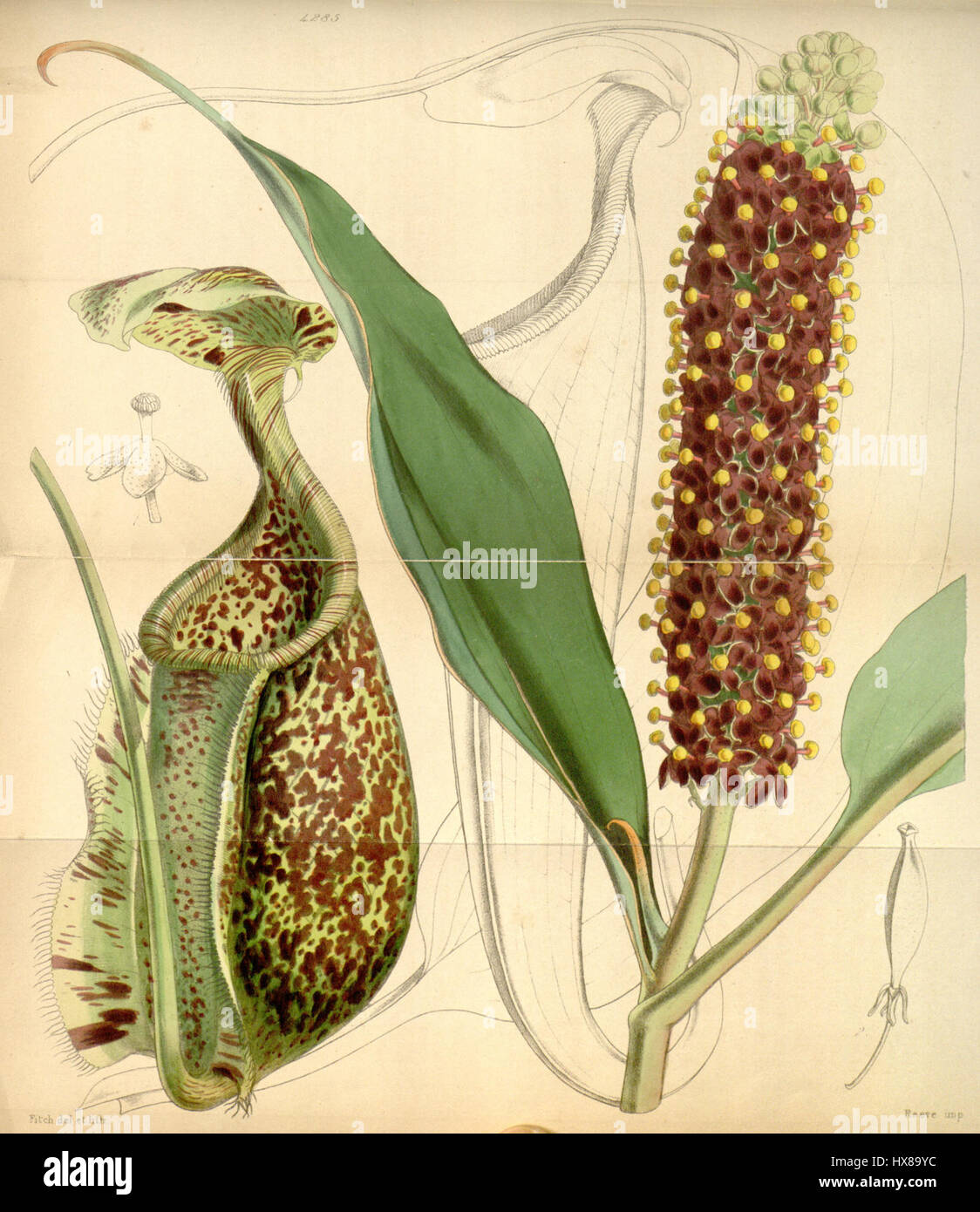 Nepenthes rafflesiana, a carnivorous plant, is depicted in the 1847 ...