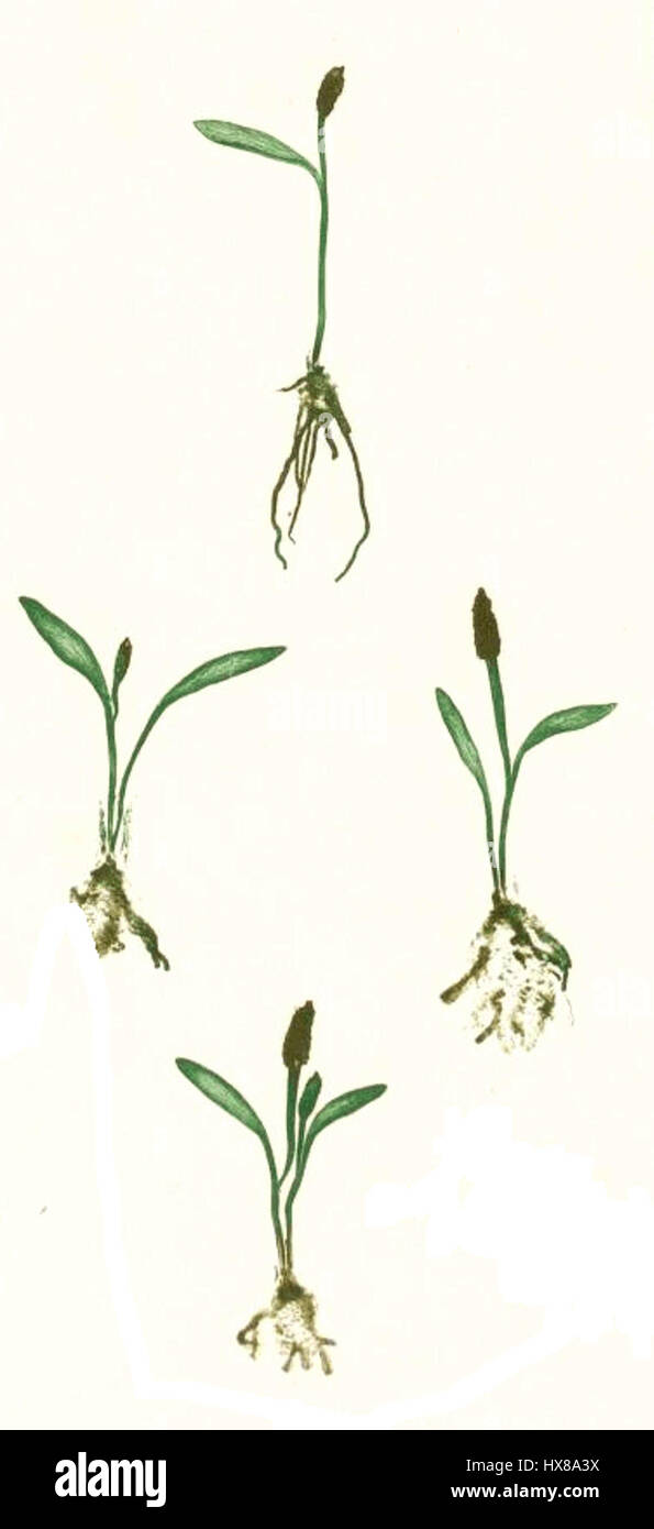 Ophioglossaceae hi-res stock photography and images - Alamy