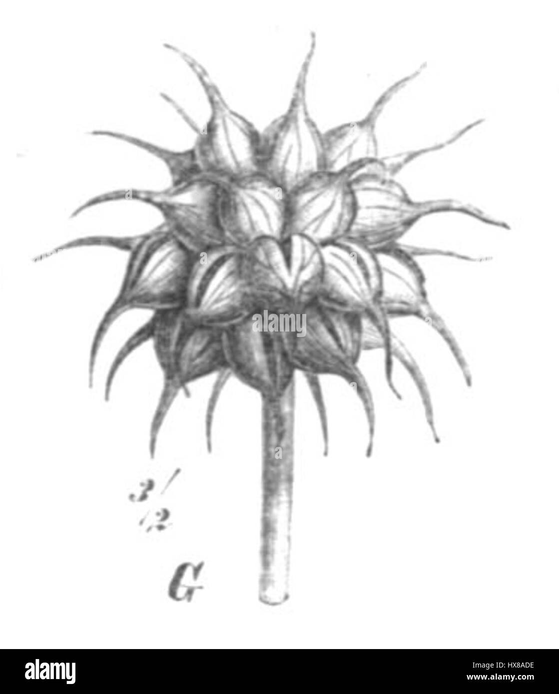 Illustration plant elongated leaves Black and White Stock Photos ...