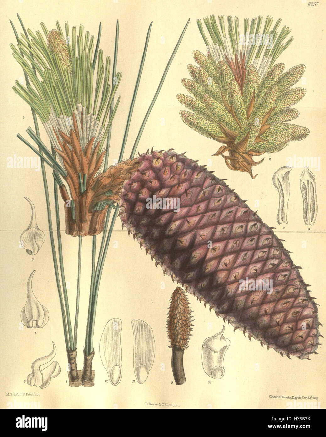 Tree species in north america hi-res stock photography and images - Alamy