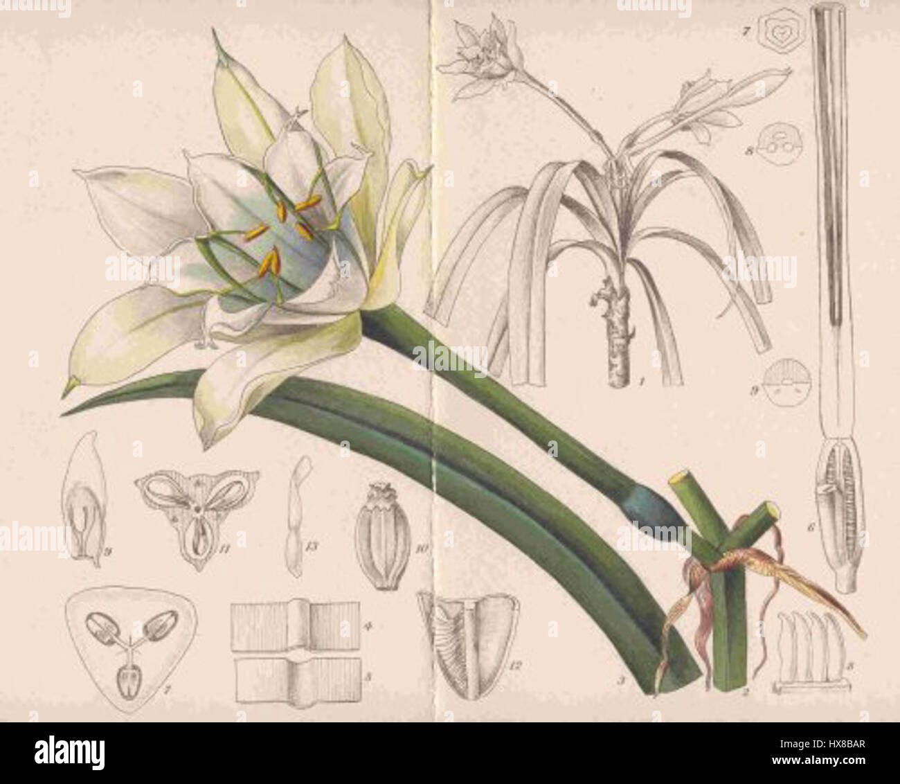Pamianthe peruviana, also known as the Peruvian bellflower, is a plant ...