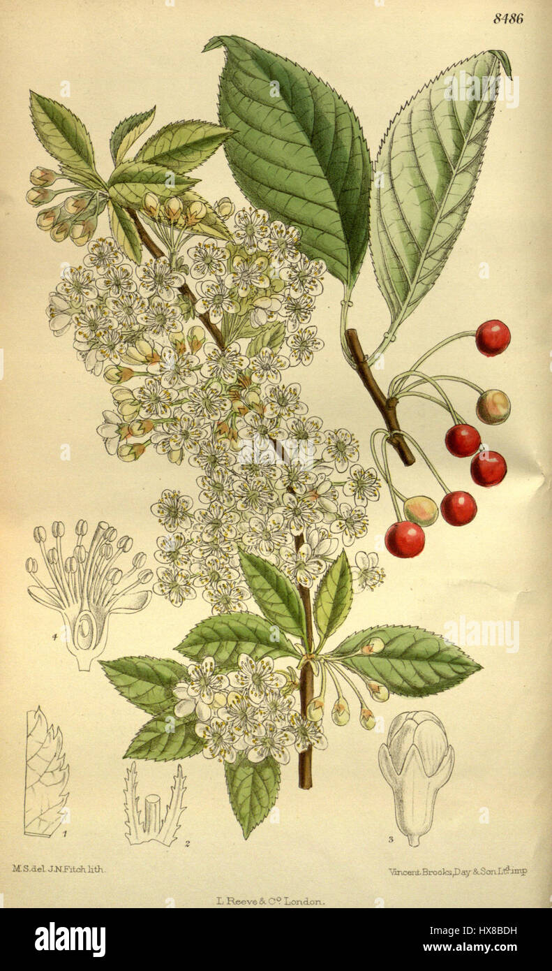 Prunus pennsylvanica, commonly known as the Pin Cherry, is a deciduous ...