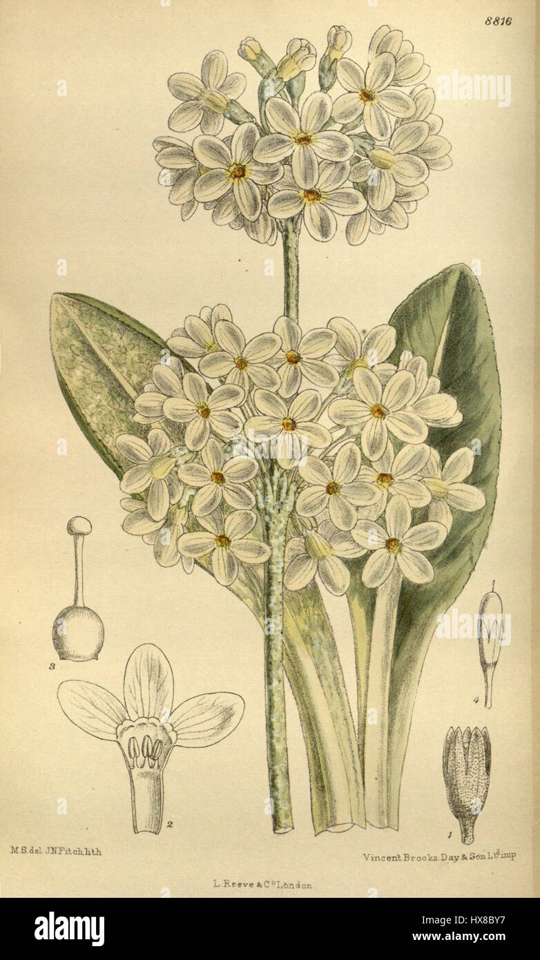 Primula chionantha, a species of primrose native to the Himalayas, is ...
