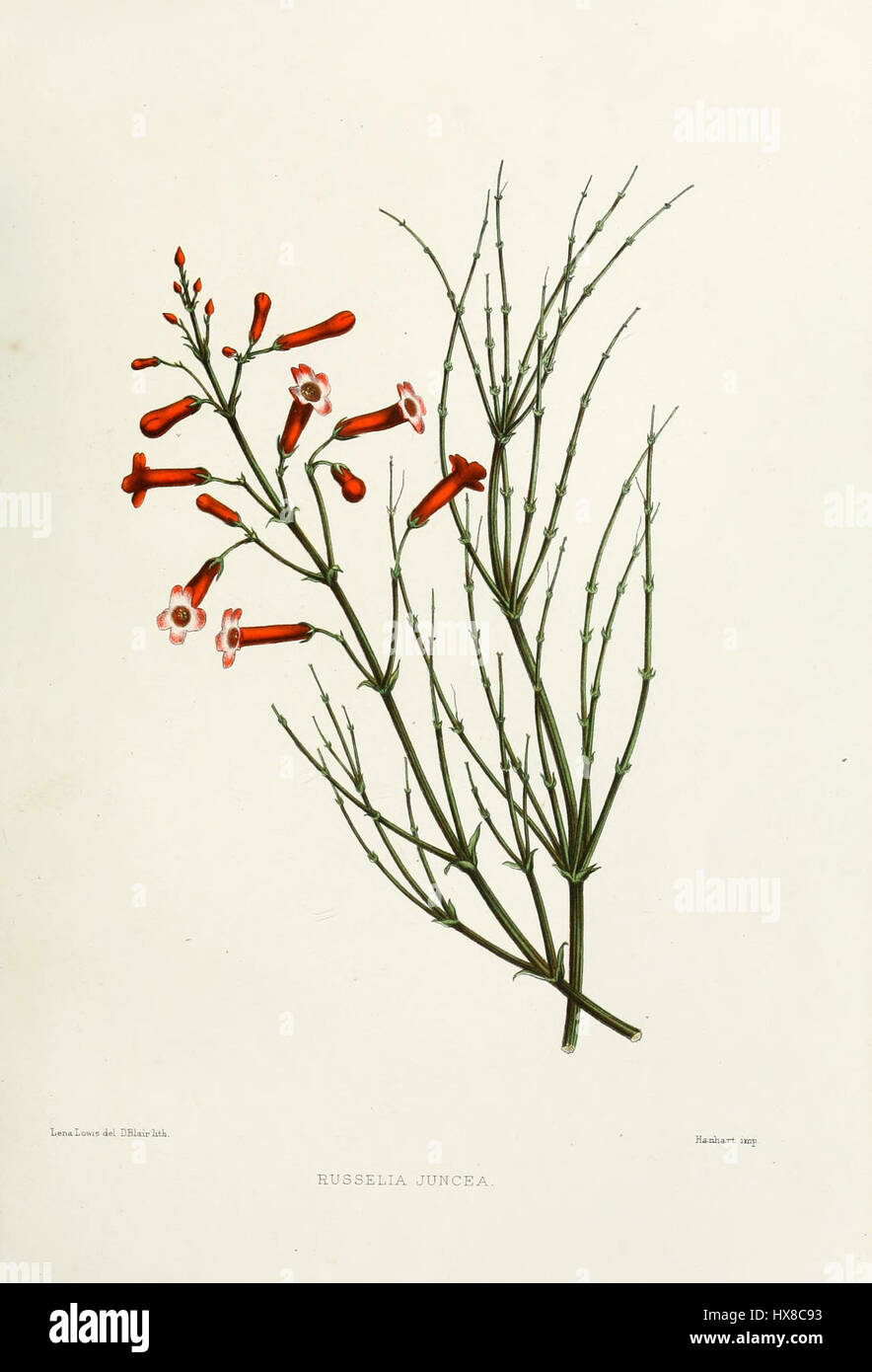 Russelia juncea, also known as the firecracker plant, is a flowering ...