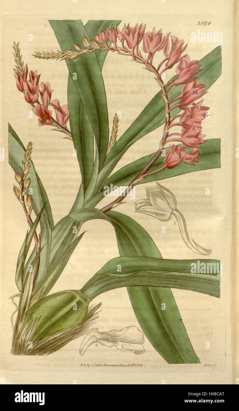 Rodriguezia secunda (also known as lanceolata) is an orchid species ...