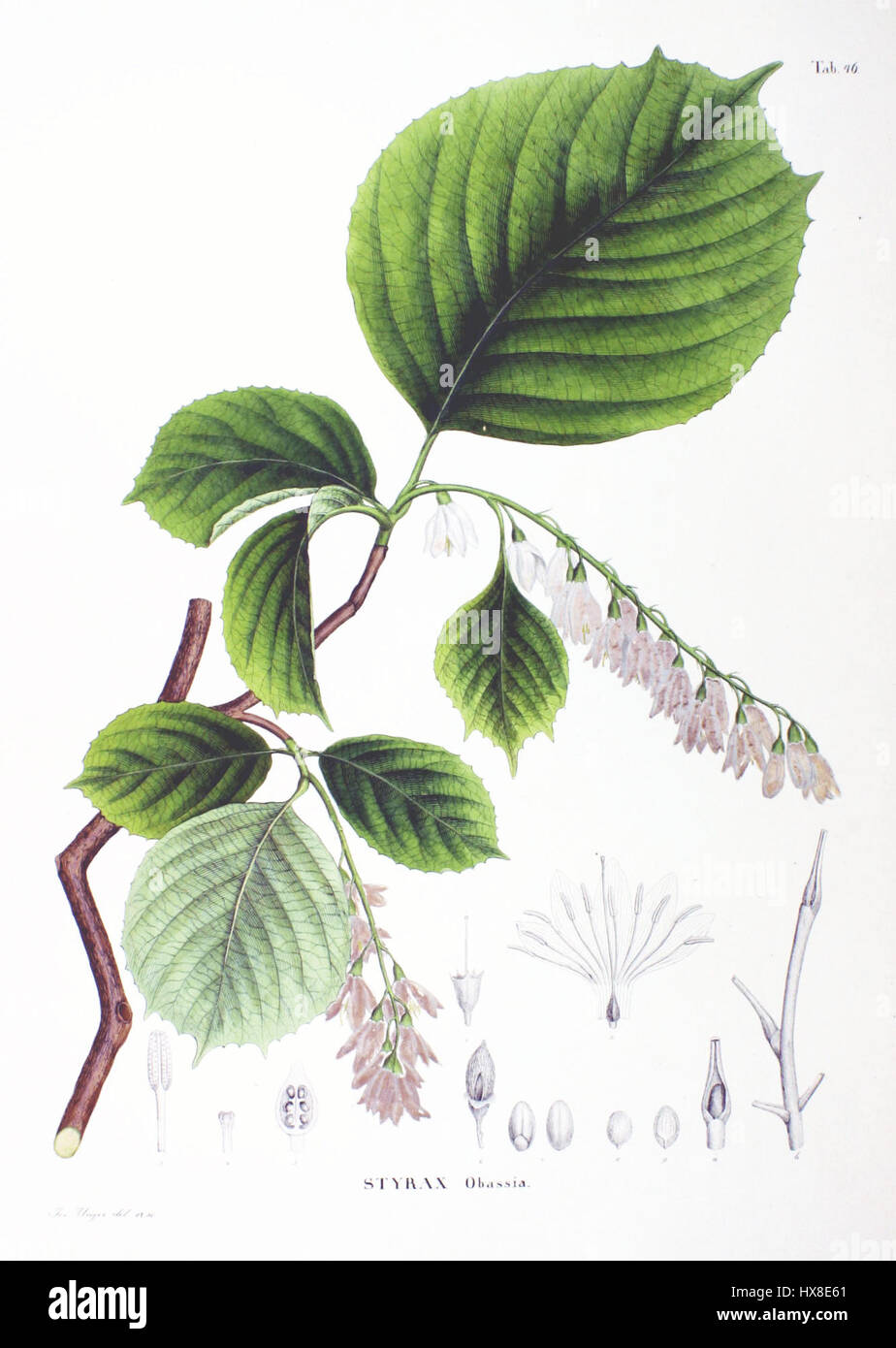 Styrax obassia is a tropical tree species known for its fragrant ...
