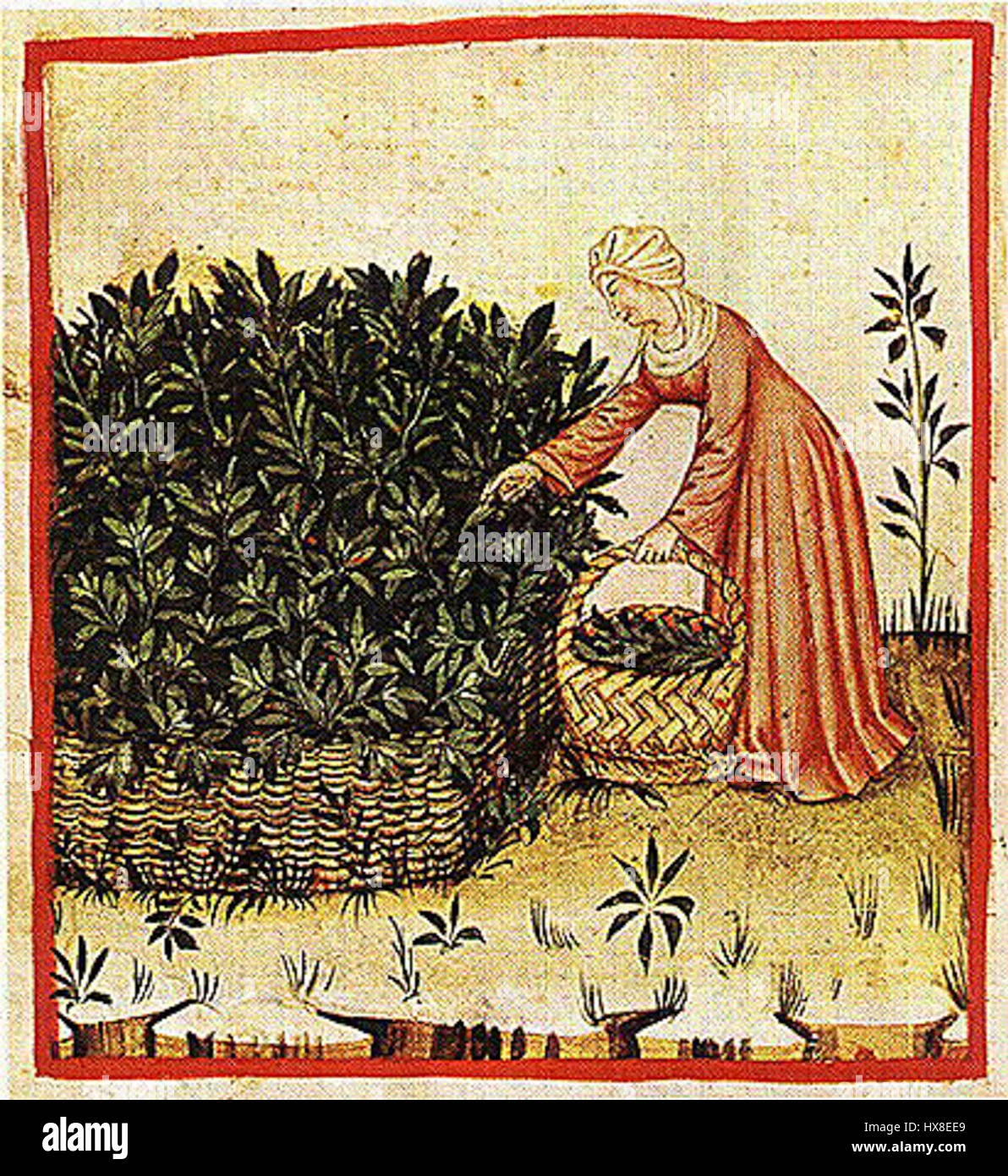 Tacuin Sauge36 is a medieval manuscript depicting plant life, with a ...