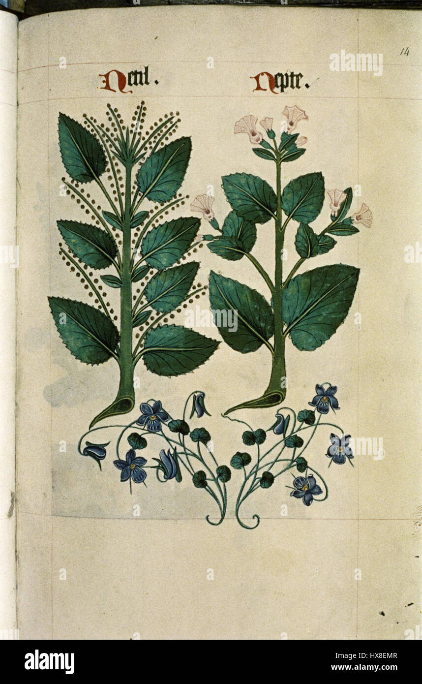 ‘The Tudor pattern book’ (MS. Ashmole 1504) is a manuscript from the ...