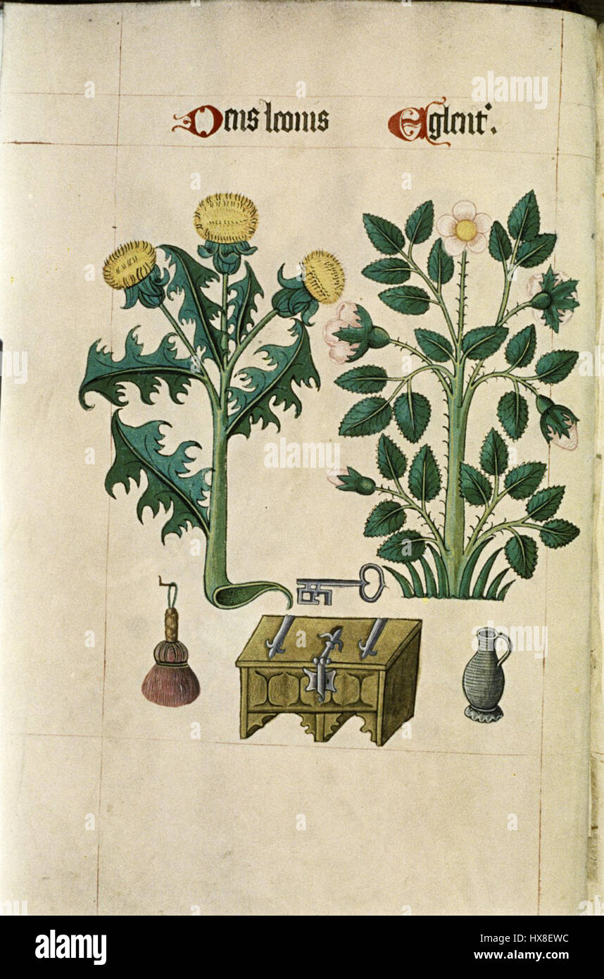 A pattern book from the Tudor period, MS. Ashmole 1504 13, showcasing ...