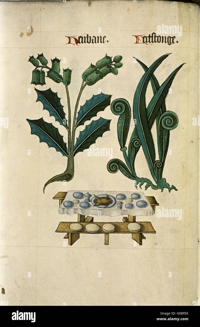 The Tudor pattern book MS. Ashmole 1504 17 Stock Photo - Alamy