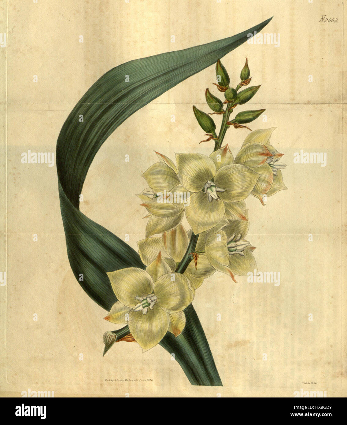 This botanical illustration, 'Yucca filamentosa,' from 1826, shows the ...