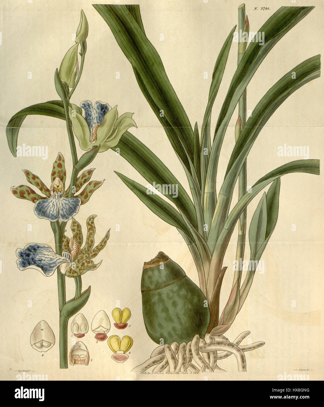 Zygopetalum maculatum, formerly known as Zygopetalon mackayi, is an ...