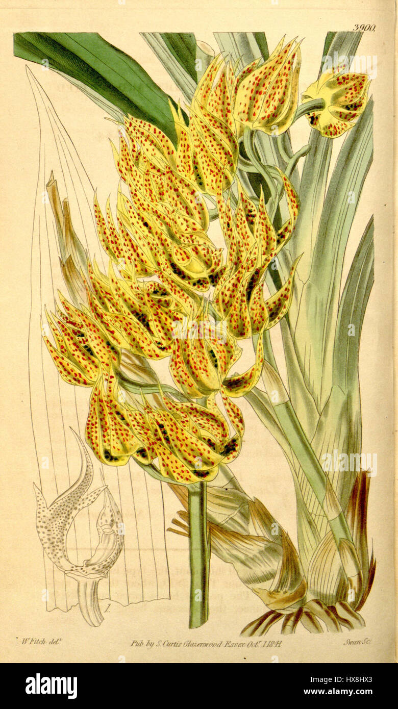 Mormodes maculata var. maculata is a species of orchid, historically ...