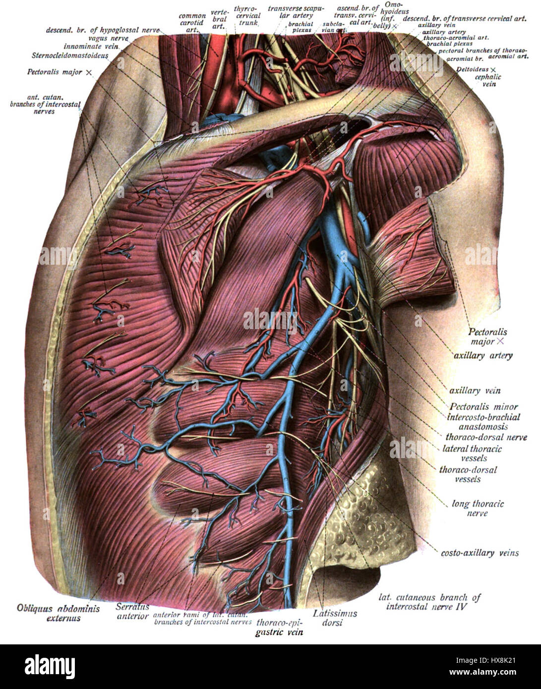 The 'Sobo 1909' refers to a work from the Japanese artist Sobo ...