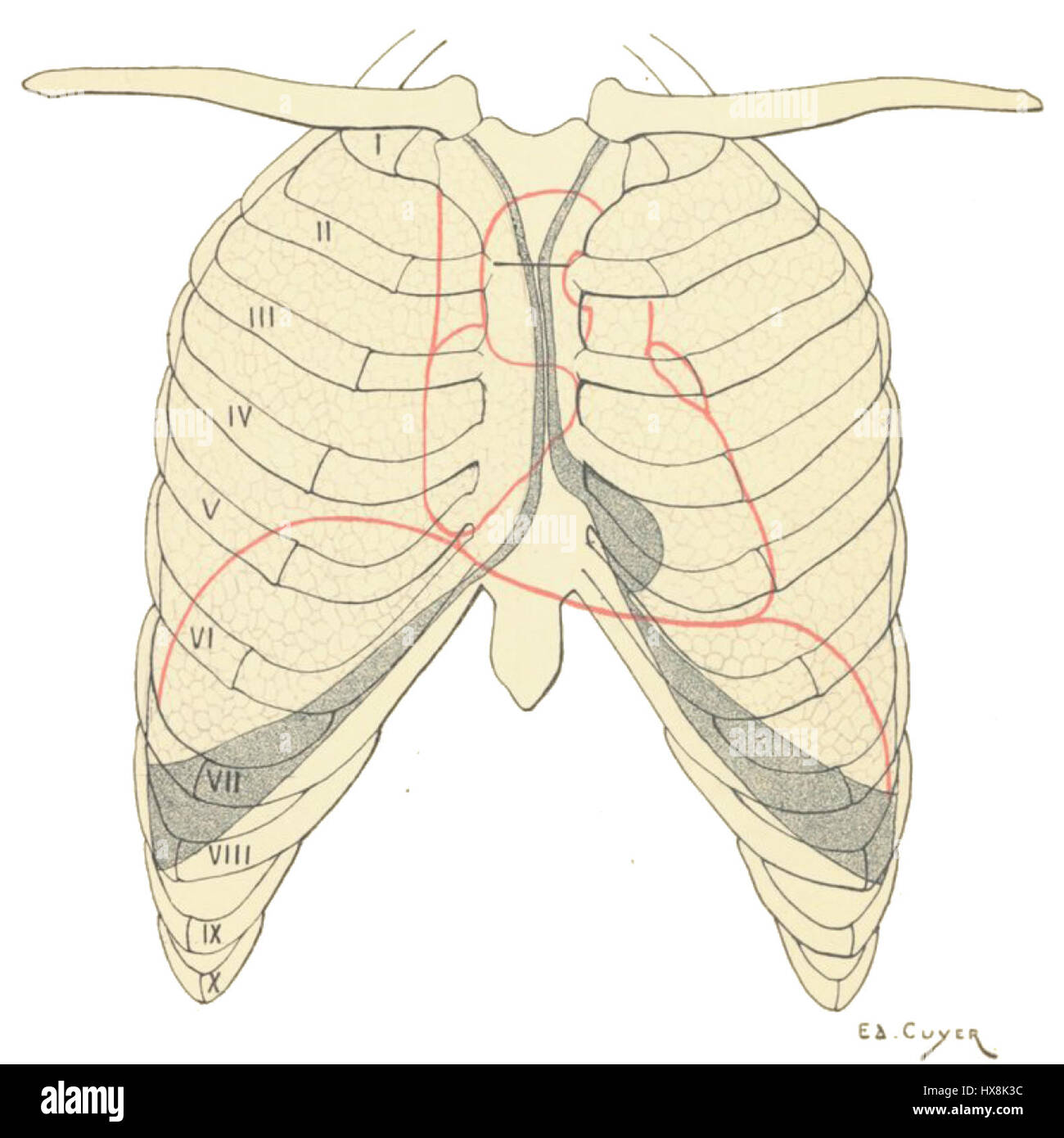 'Poirier 1896 II Angéiologie 336' is a work related to the study of ...
