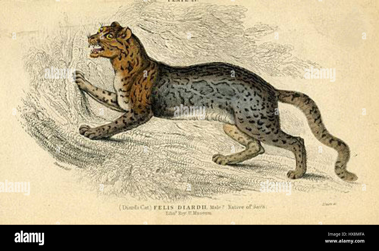 Clouded Leopard Coat Pattern