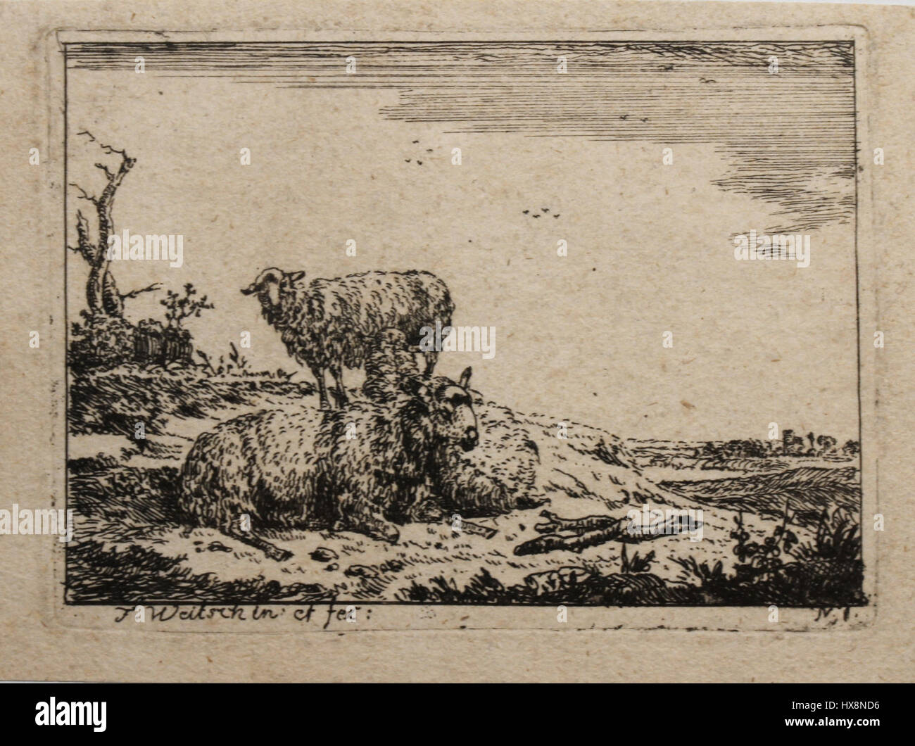 'Schafe' (Sheep), an etching by Johann Friedrich Weitsch from 1766 ...