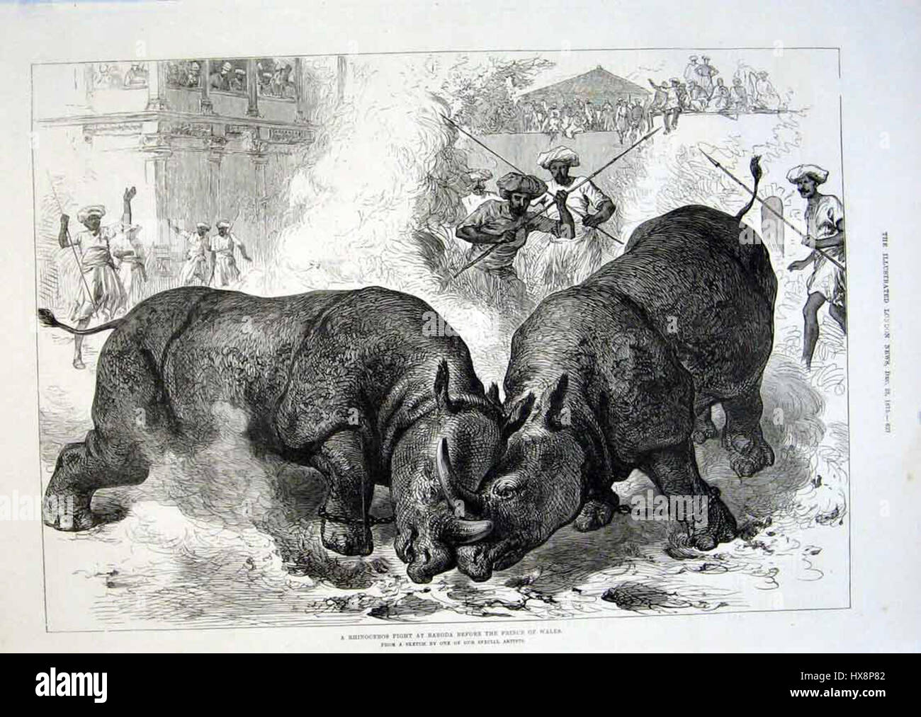 Detailed illustration showcases anatomical studies of rhinoceros hi-res ...