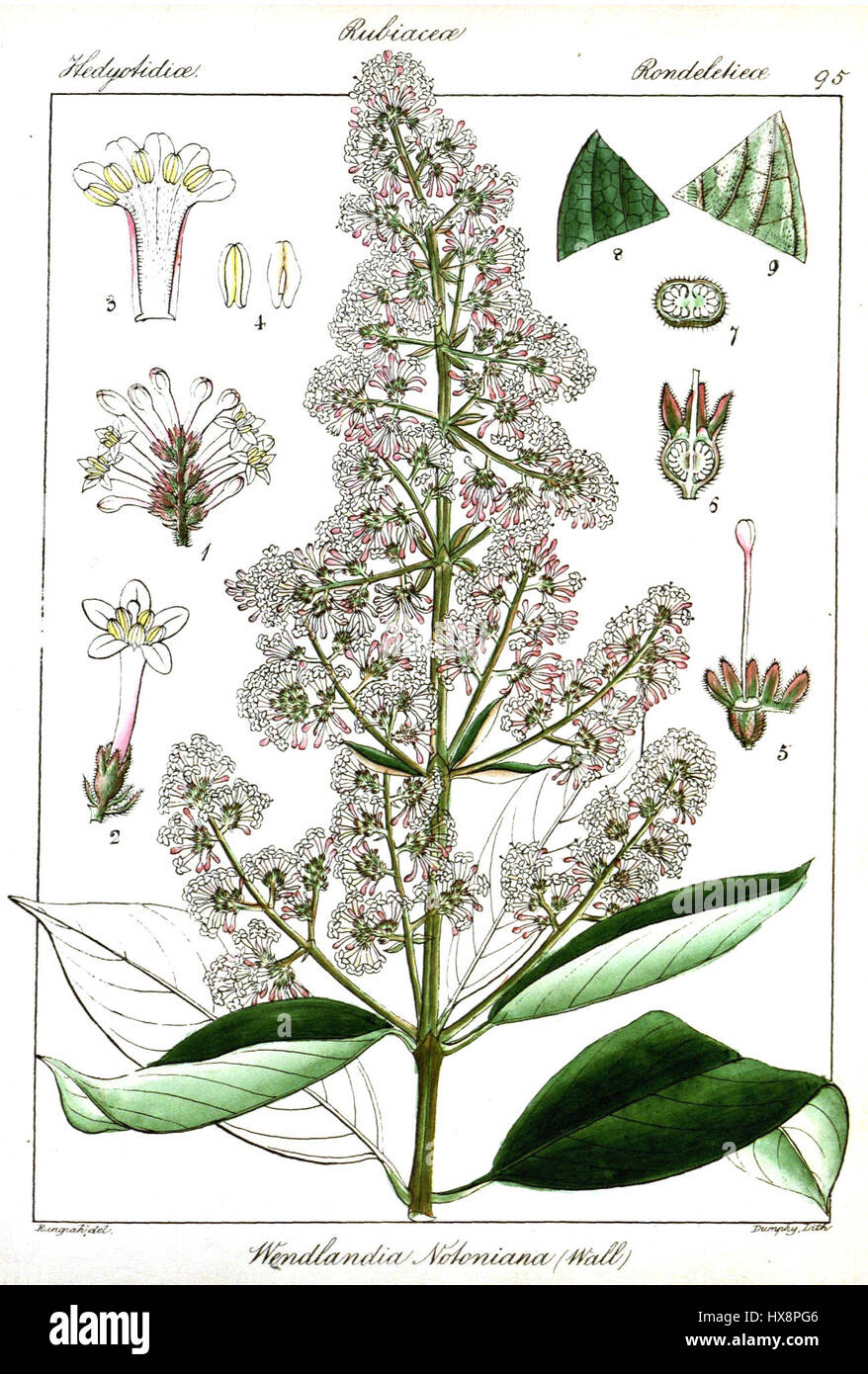 Wendlandia hi-res stock photography and images - Alamy