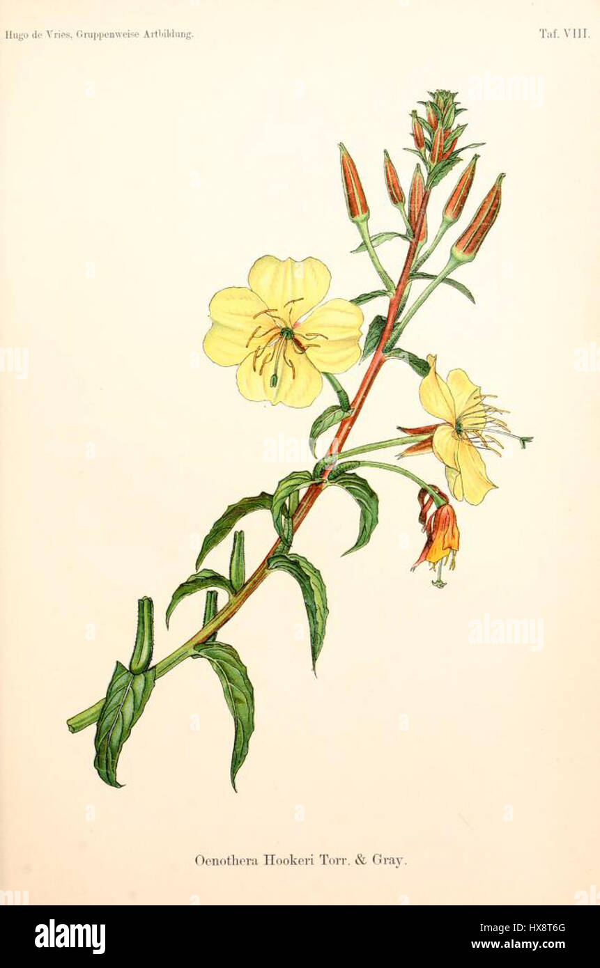 Oenothera elata subsp. hookeri, commonly known as Hooker’s evening ...