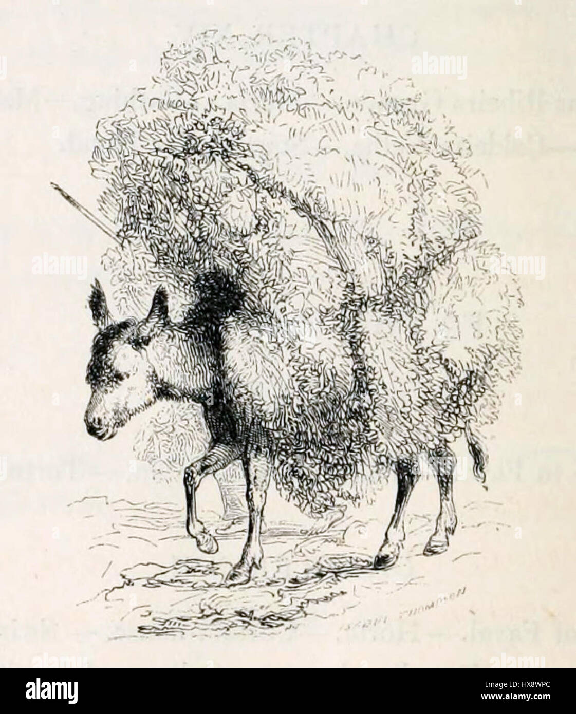 This 1841 illustration by Bullar depicts St. Michael’s donkey carrying ...