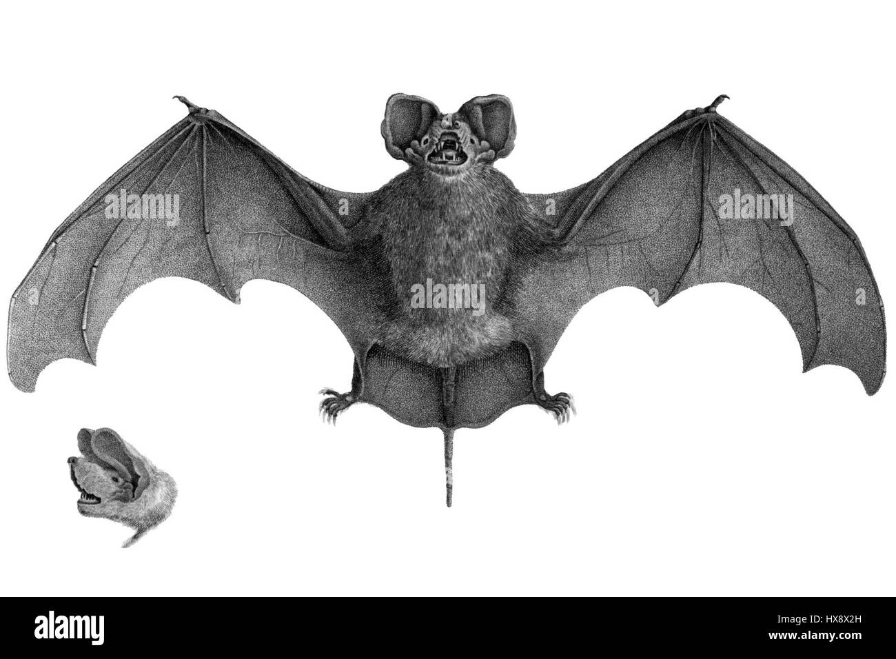 Tadarida aegyptiaca Black and White Stock Photos & Images - Alamy