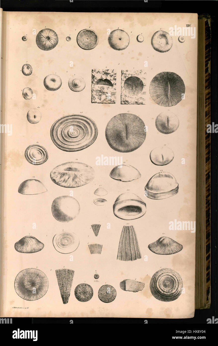 Tafel 014 is a detailed work of art showcasing intricate geometric ...