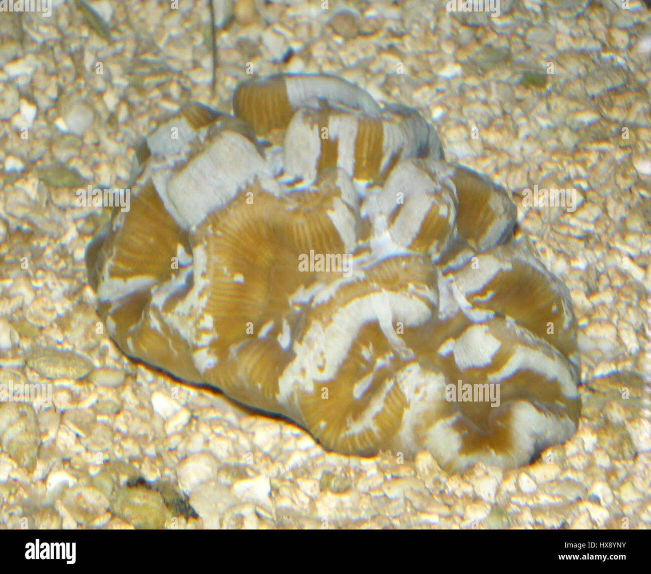 Areolata Stock Photos & Areolata Stock Images - Alamy