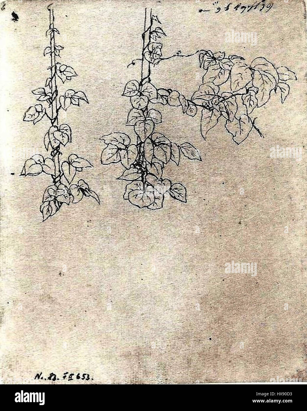 'Zwei Pflanzenstudien' (Two Plant Studies) is a botanical illustration ...