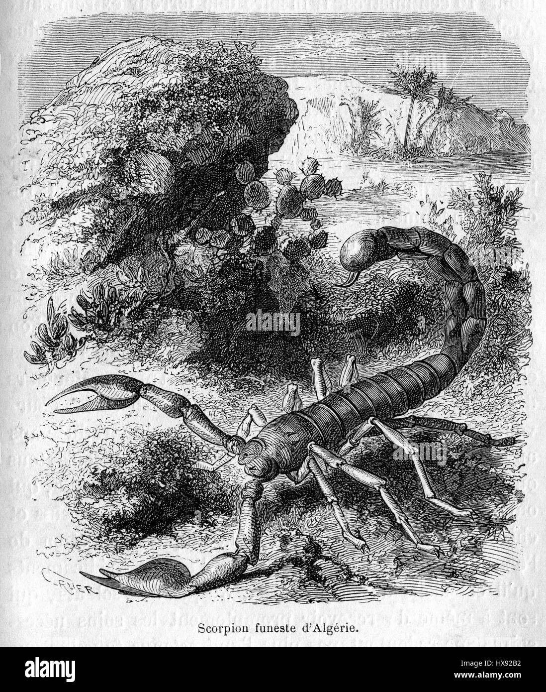 Livre Nos ennemis, par Mangin, illustration par Gerlier 003 Stock Photo ... Livre Nos ennemis, par Mangin, illustration par Gerlier 003 Stock Photo ...