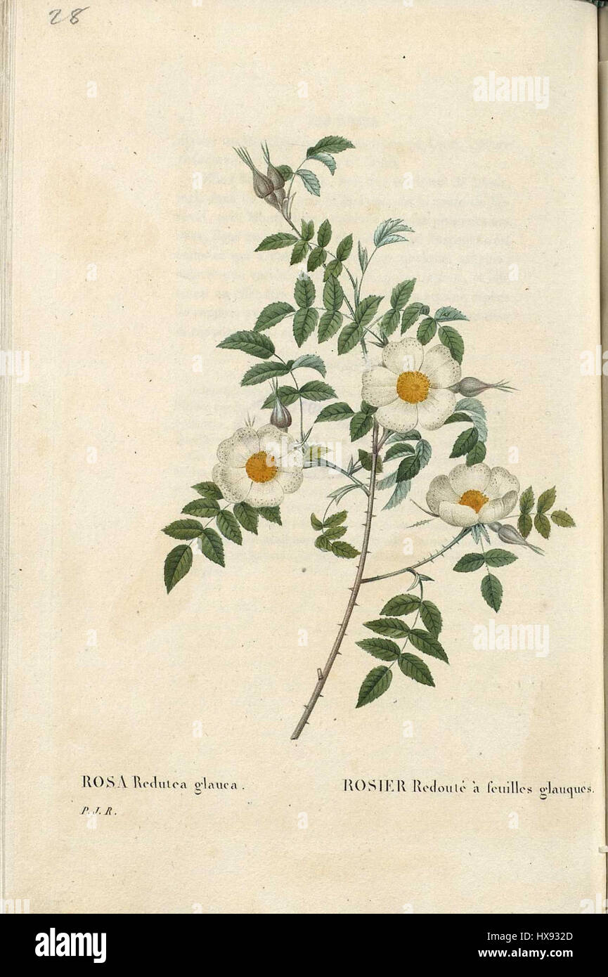 Rosa redoutea glauca is a species of rose illustrated by Pierre-Joseph ...