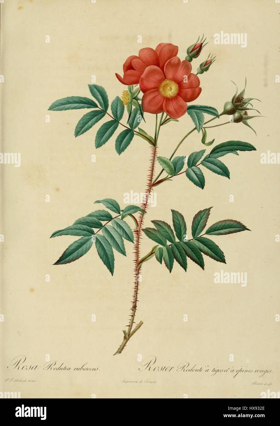 Rosa redoutea var. rubescens is a variety of rose depicted in the ...