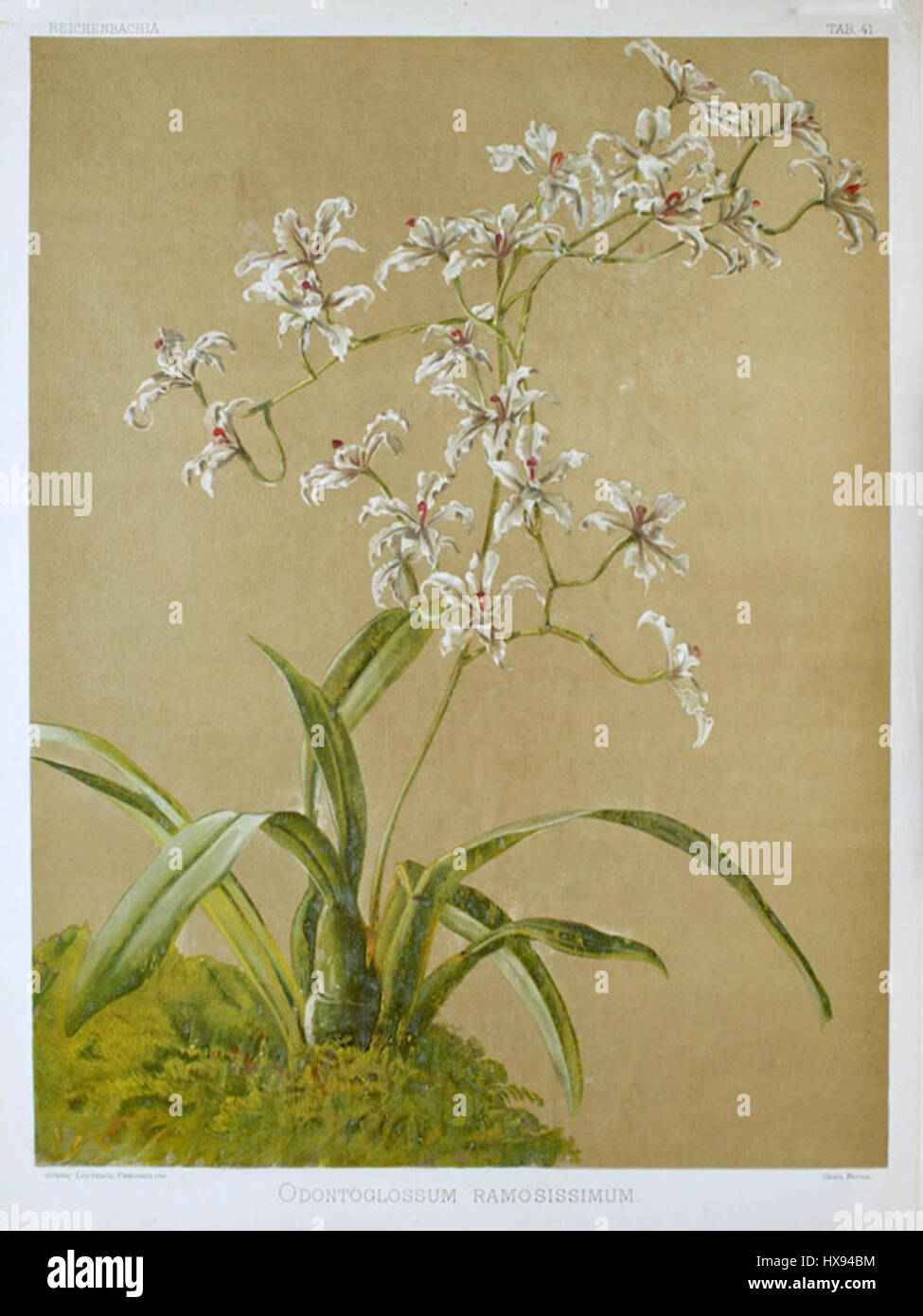 Detailed botanical study of various species hi-res stock photography ...