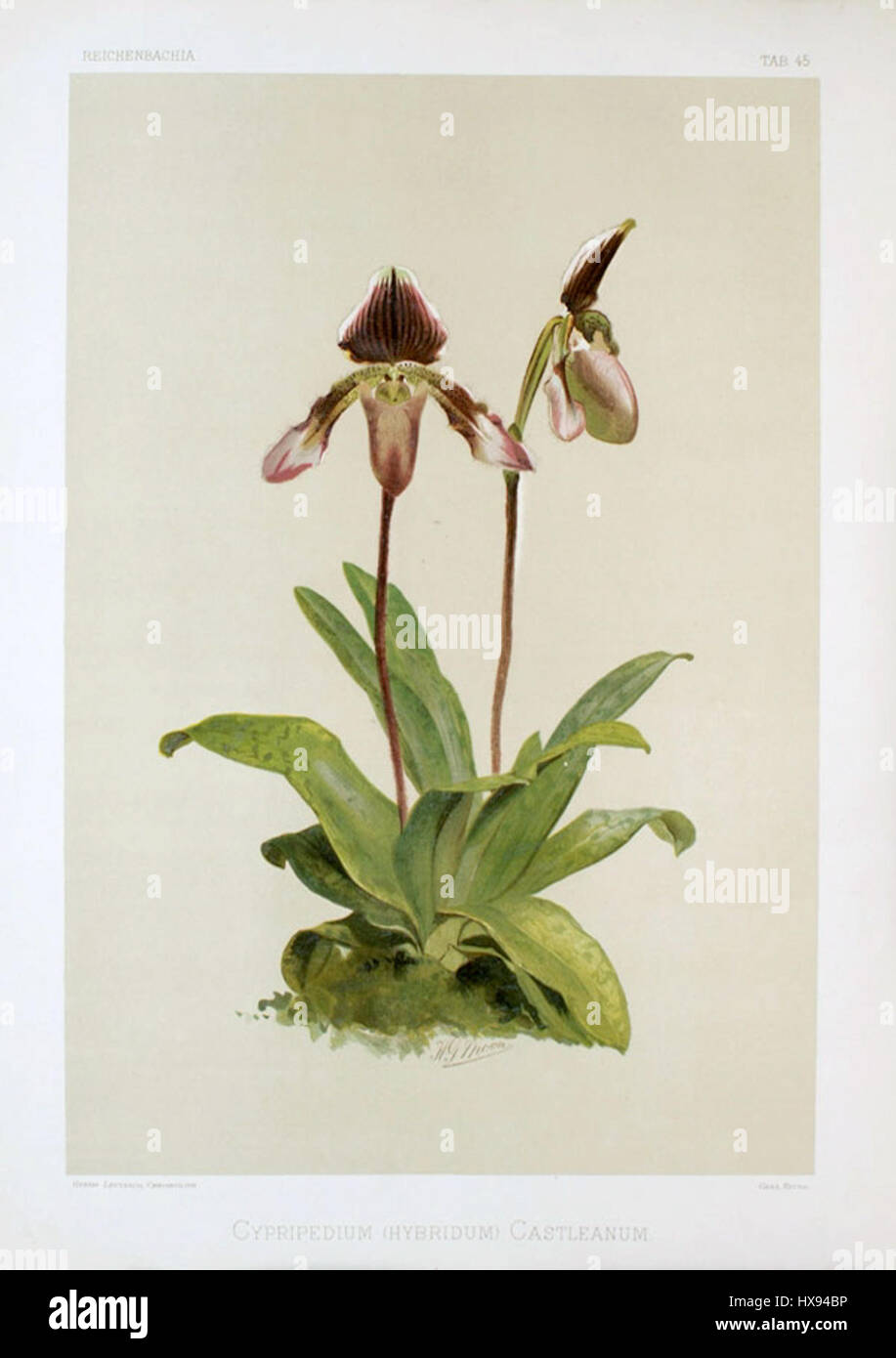 'Reichenbachia' is a series of botanical illustrations by Frederick ...