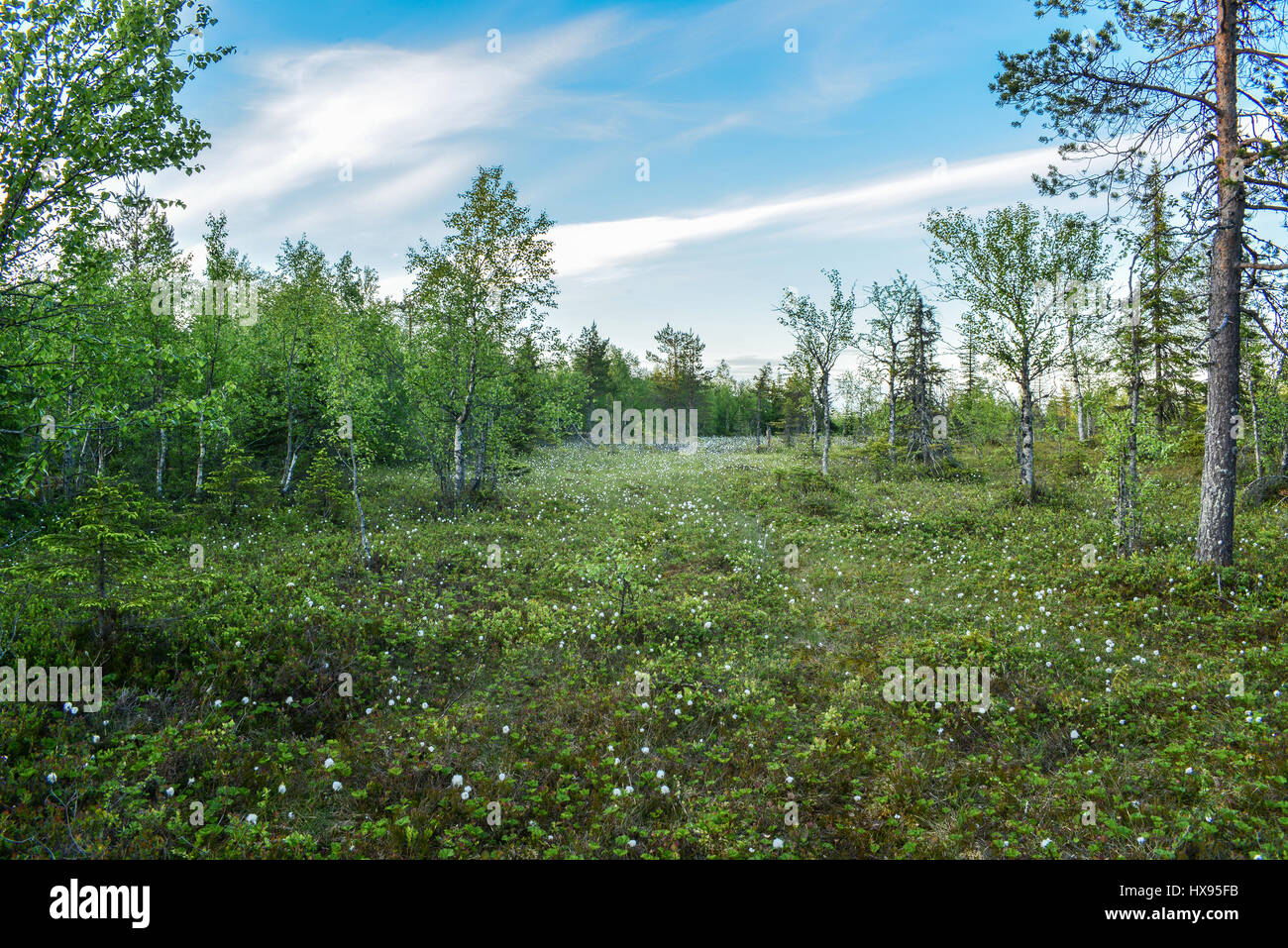 northern summer,Finnish landscape,summer landscape Stock Photo - Alamy