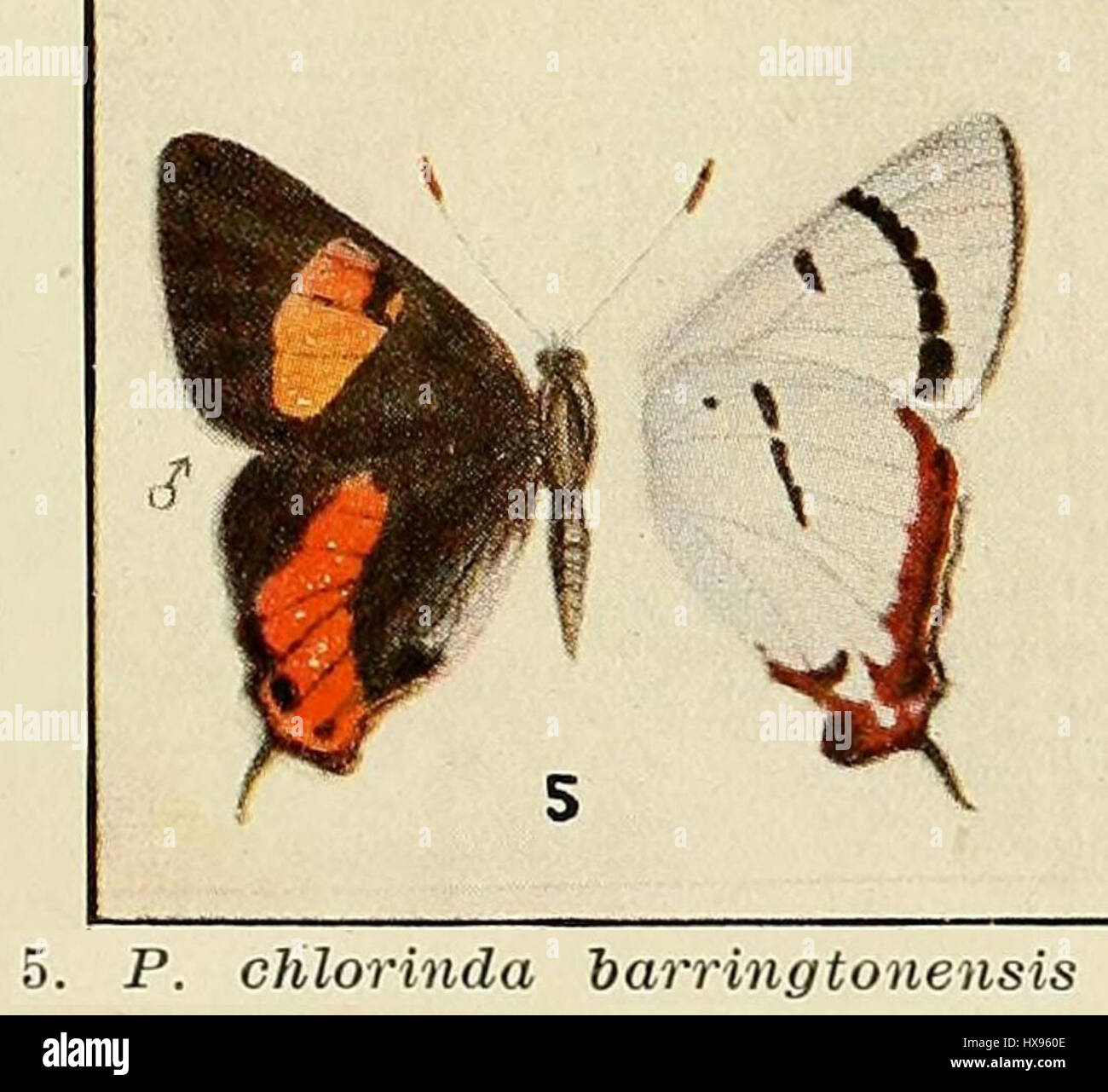 'Pseudalmenus Chlorinda Barringtonensis' by John William Waterhouse ...