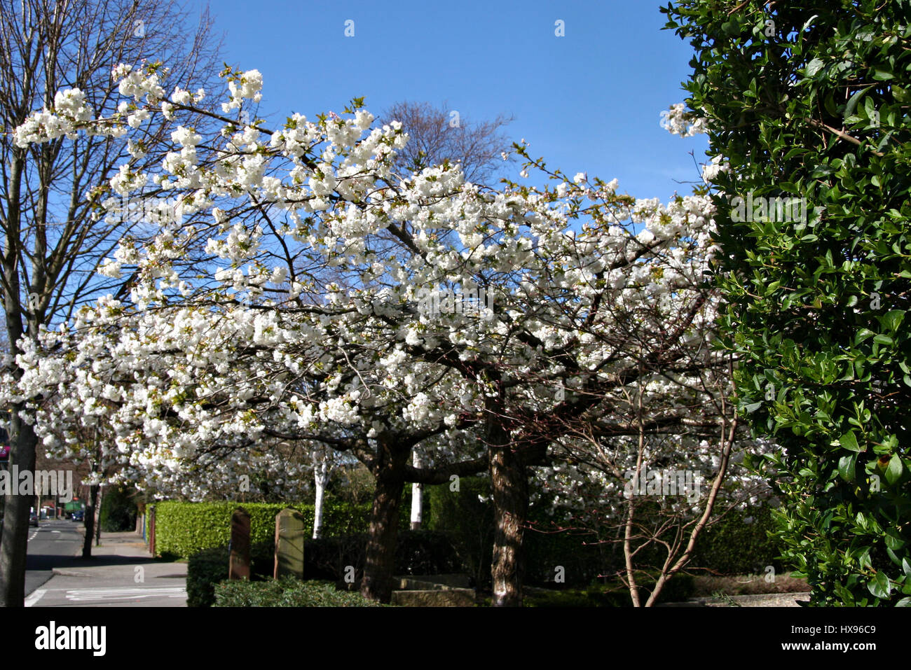 White Cherry Blossom trees on a Spring Day Stock Photo - Alamy